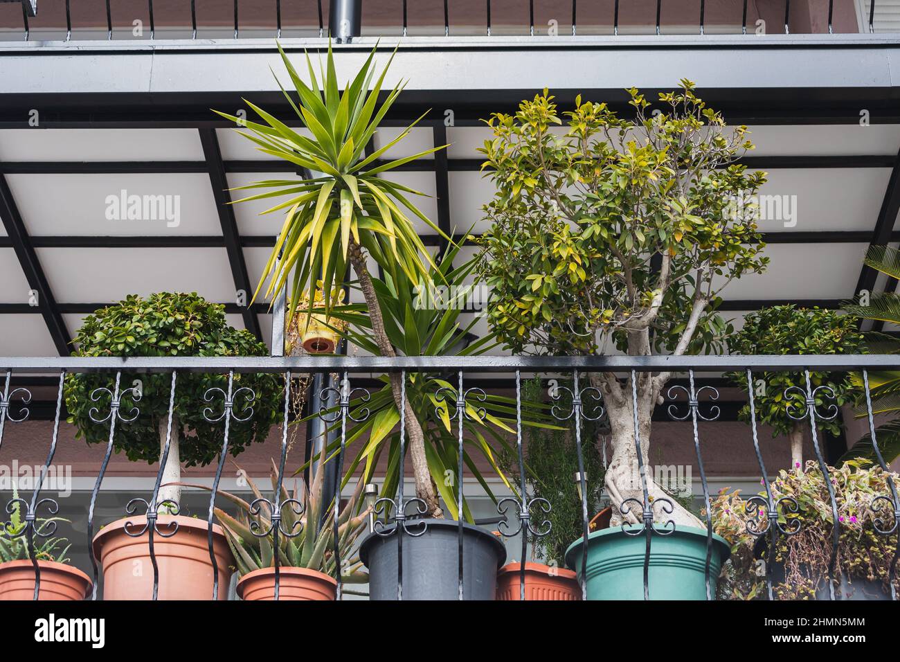 Rows of different plants in pots on the balcony Stock Photo - Alamy