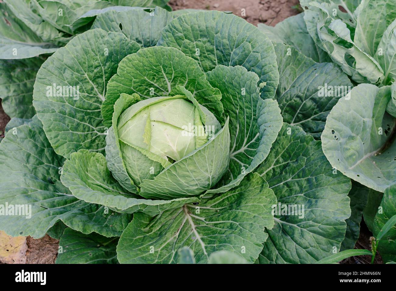 Big cabbage with leaves in the garden field Stock Photo - Alamy
