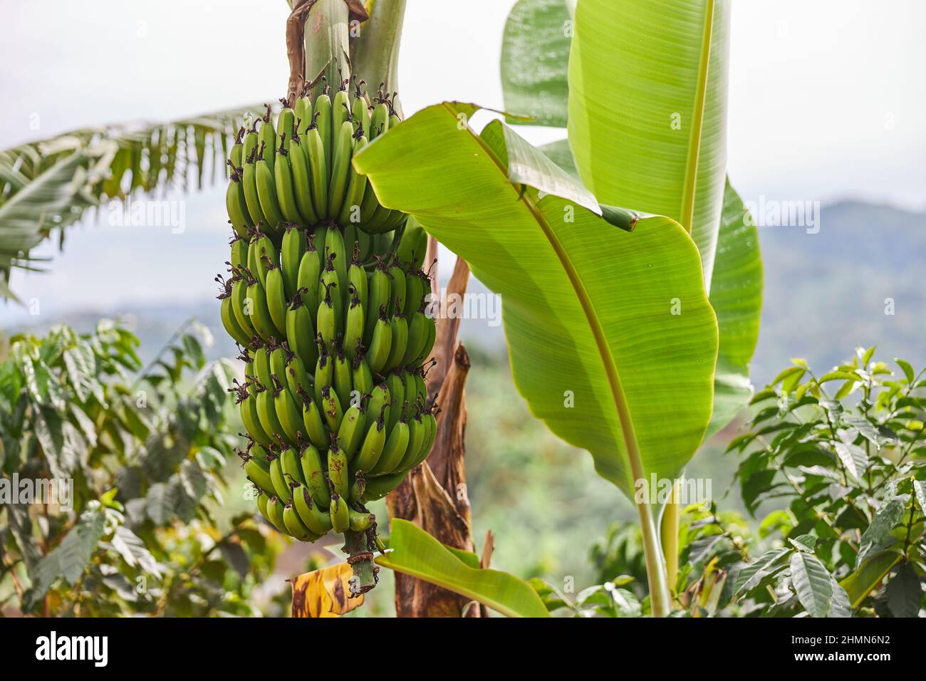 Green tropical banana is growing at a palm tree at mountain region of ...