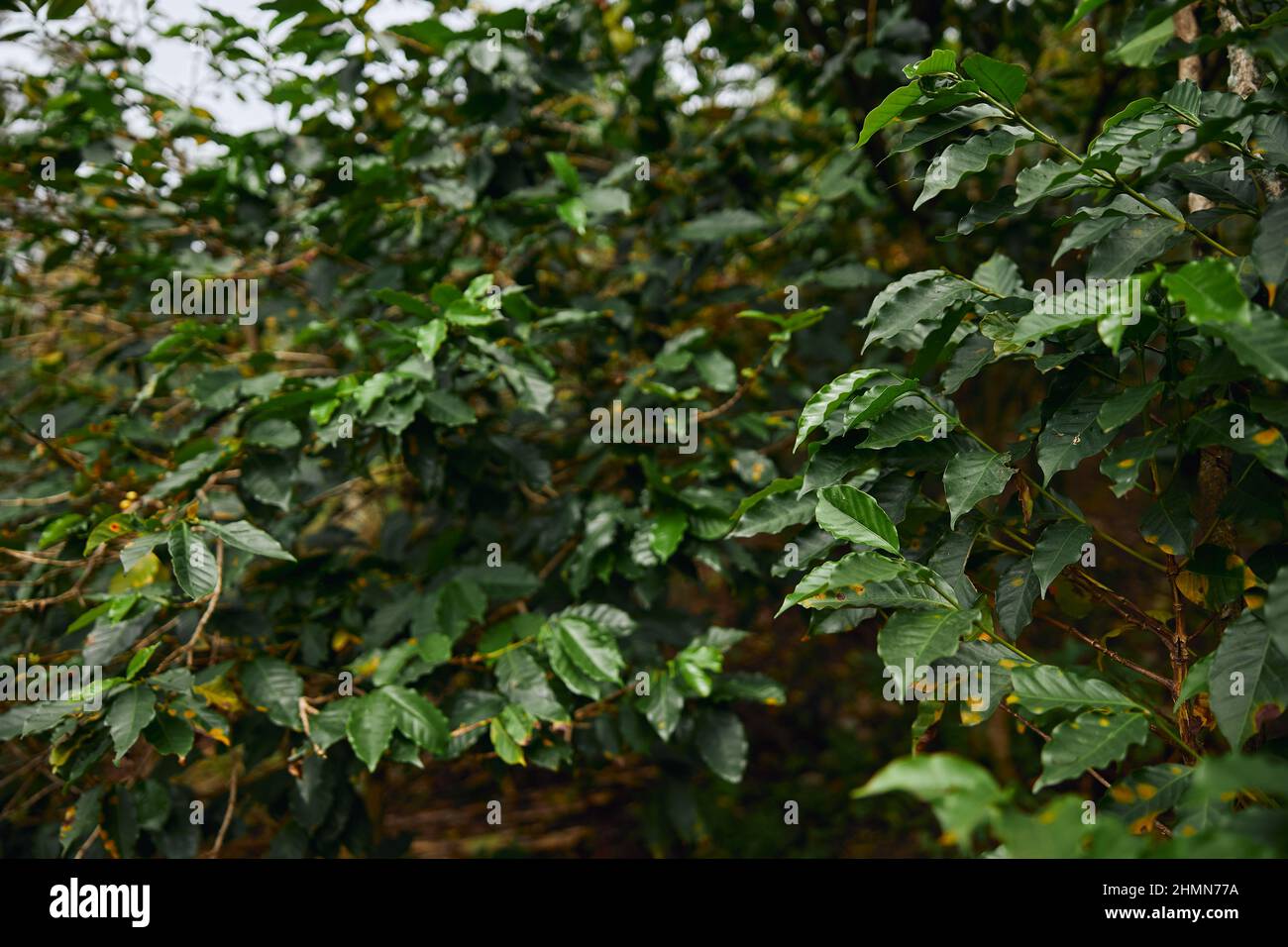 green leaves of coffee tree background image Stock Photo - Alamy