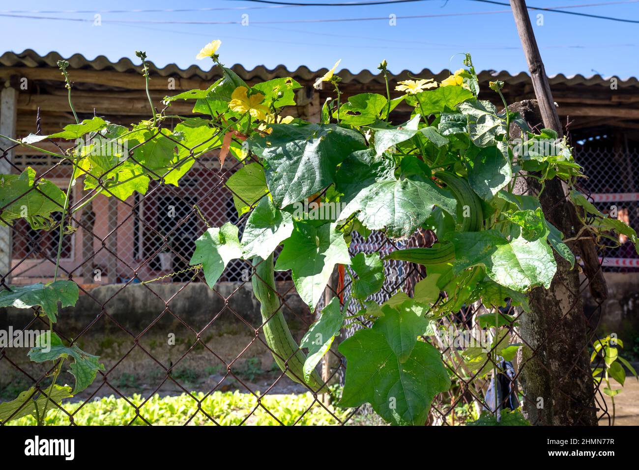 Luffa cylindrica, the sponge gourd, Egyptian cucumber or Vietnamese ...