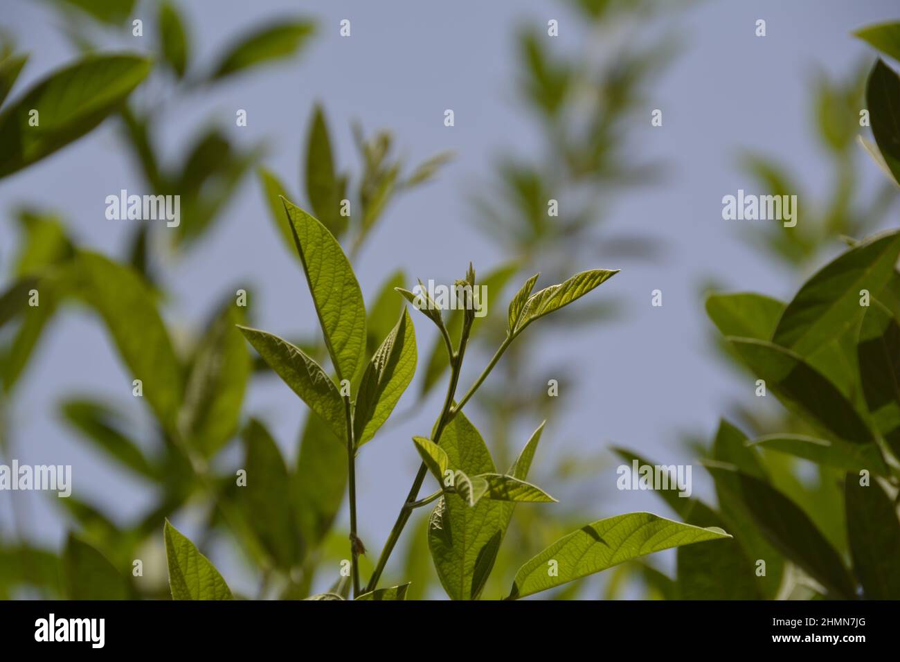 sunshine on leaf and leaves of tree dancing Stock Photo - Alamy