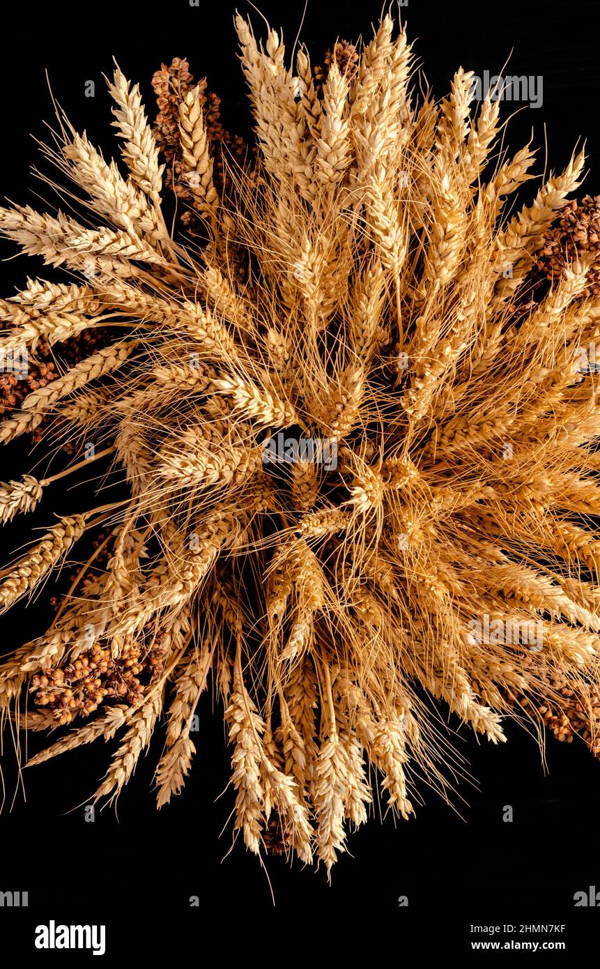 Bunch of ripe cereal. Mix of wheat ears, rye, barley and oats on black ...