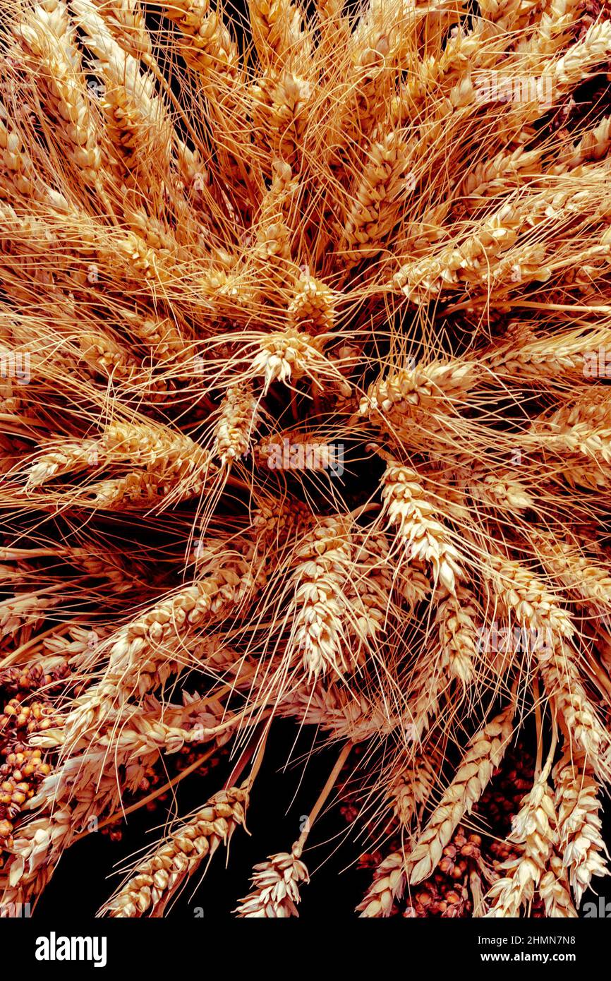 Bunch of ripe cereal. Mix of wheat ears, rye, barley and oats on black ...