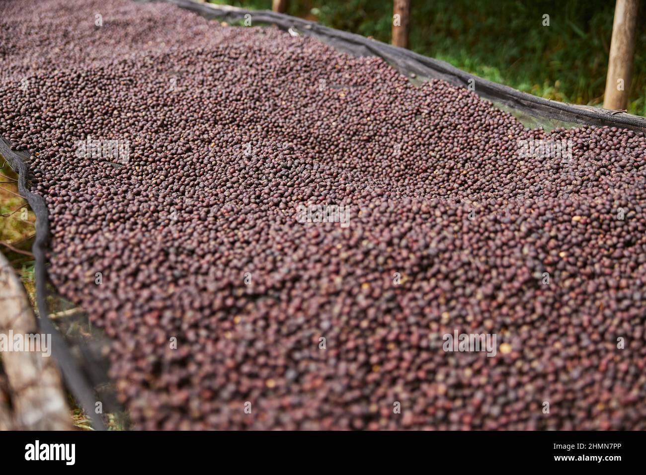 coffee natural drying process at washing station at the mountain region ...