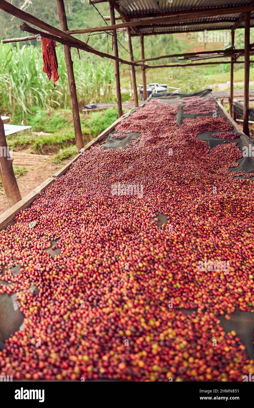 coffee natural drying process at washing station at the mountain region ...