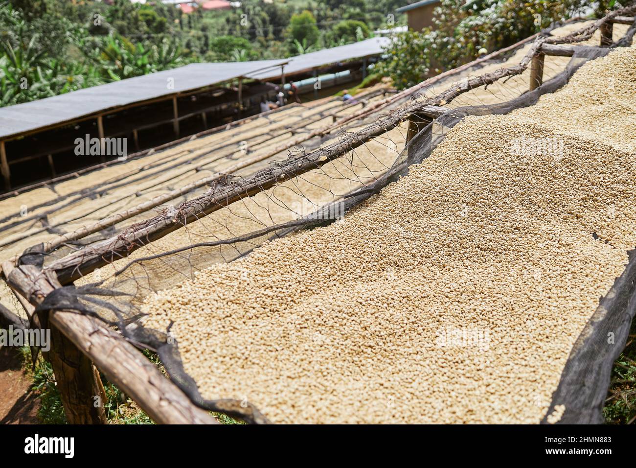 coffee natural drying process at washing station at the mountain region ...