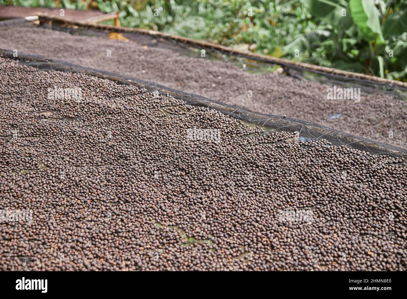 coffee natural drying process at washing station at the mountain region ...