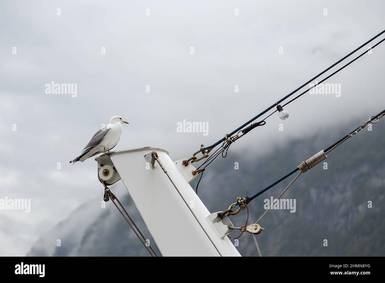 Birds sitting on electric hi-res stock photography and images - Alamy