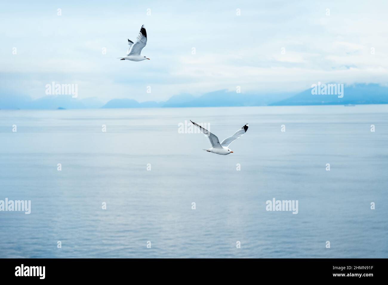 Birds flying over water hi-res stock photography and images - Alamy