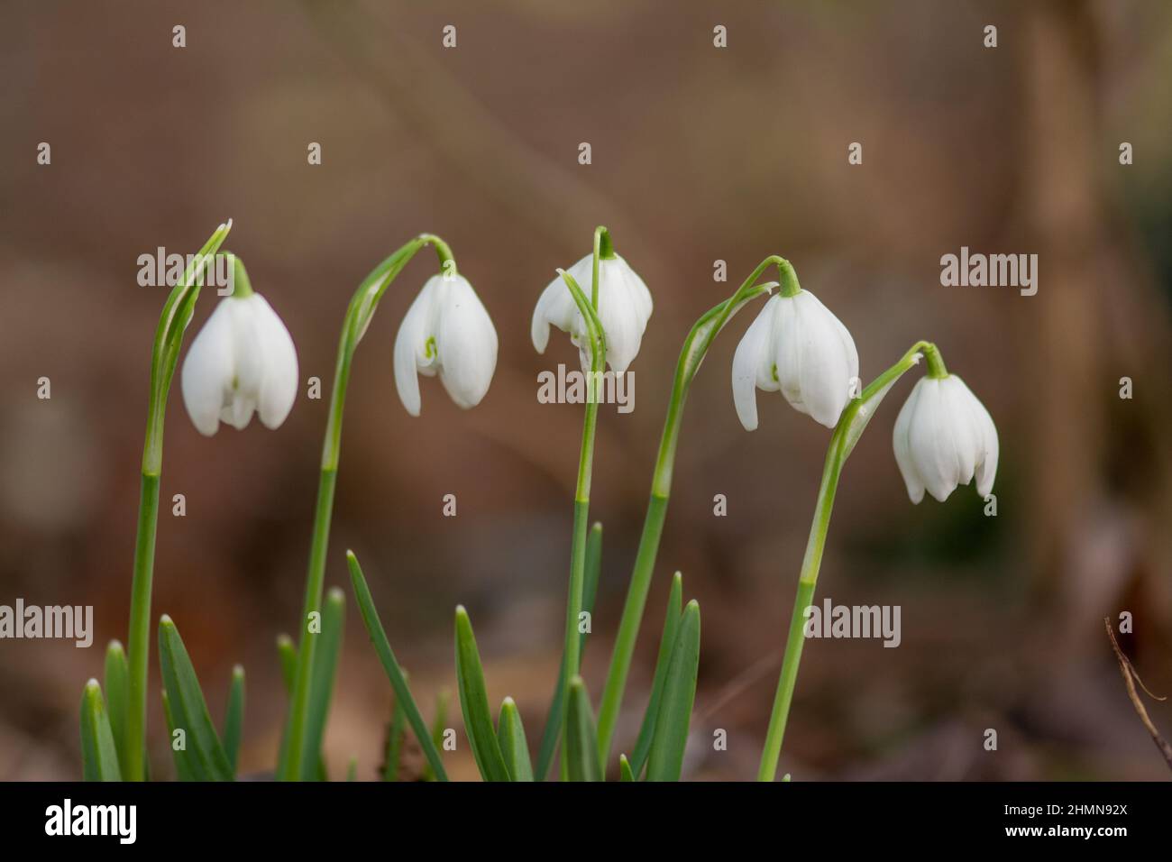 Galanthus nivalis L Common snowdrop Stock Photo - Alamy
