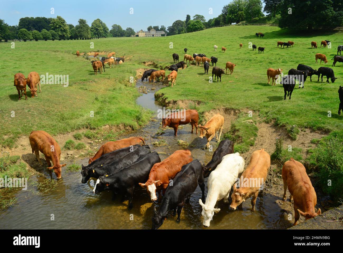 cows drinking in stream by hovingham hall north yorkshire moors united ...