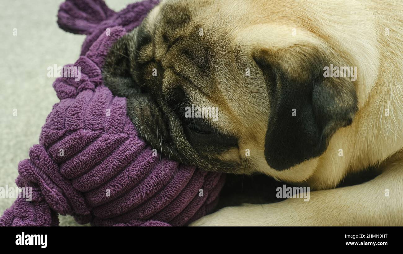 Fawn pug with his purple soft toy Stock Photo - Alamy