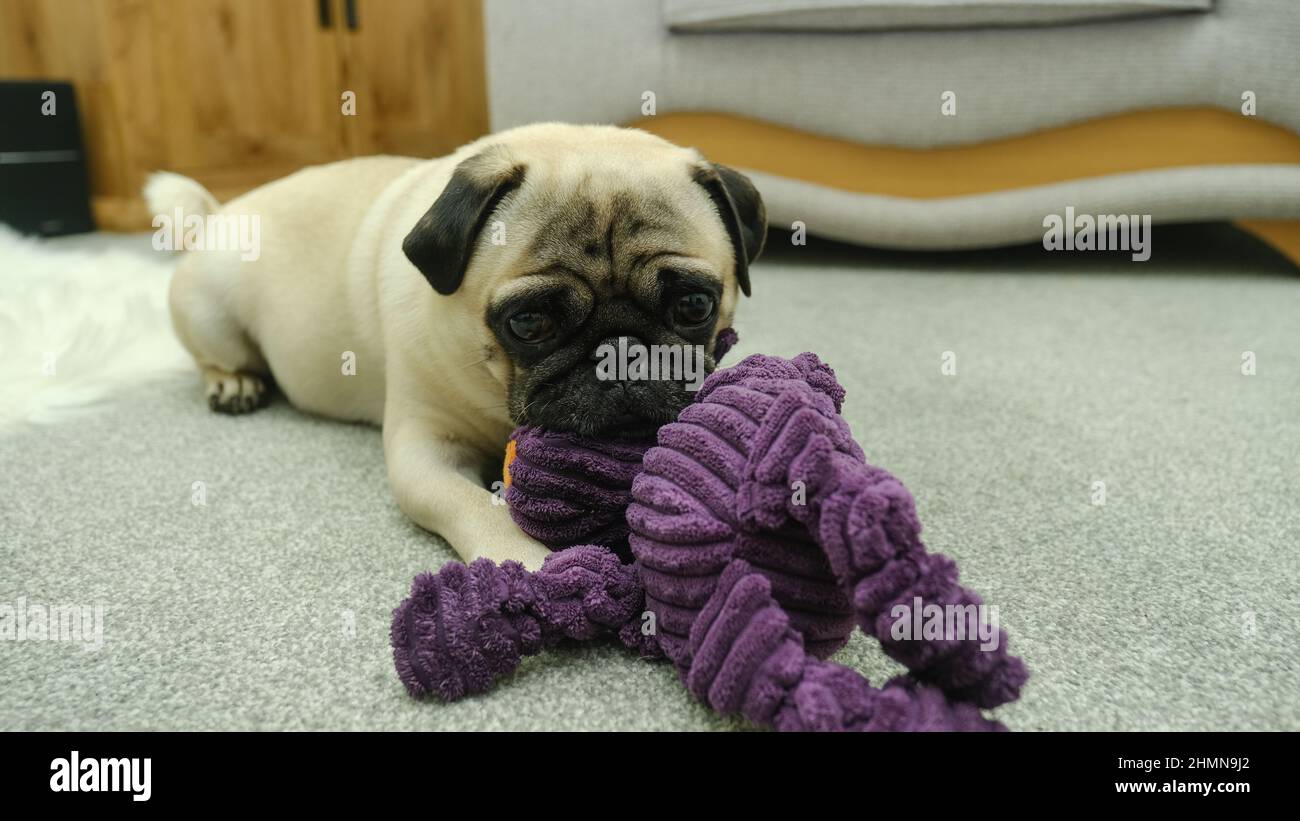 Fawn pug with his purple soft toy Stock Photo - Alamy