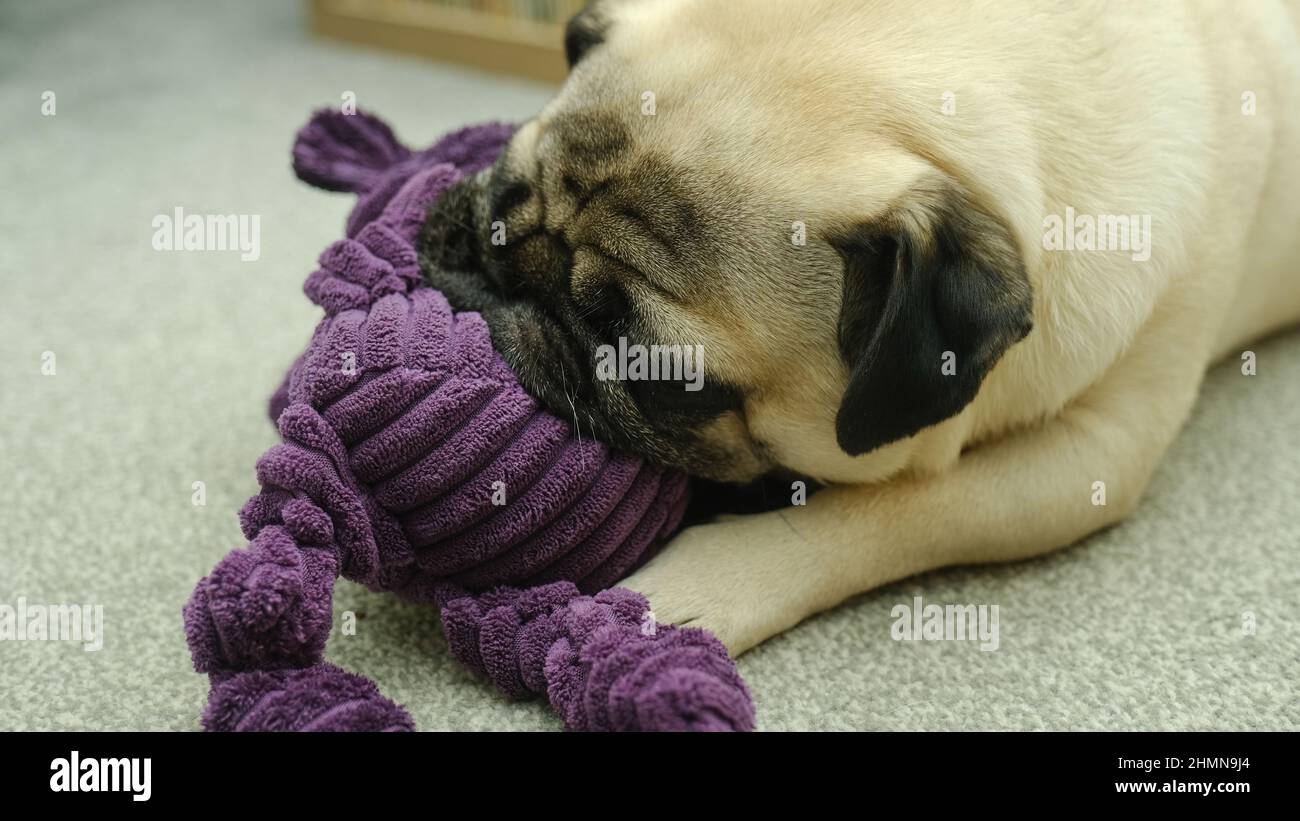 Fawn pug with his purple soft toy Stock Photo - Alamy
