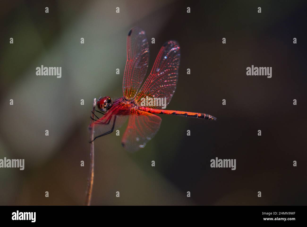 African dragonfly hi-res stock photography and images - Alamy