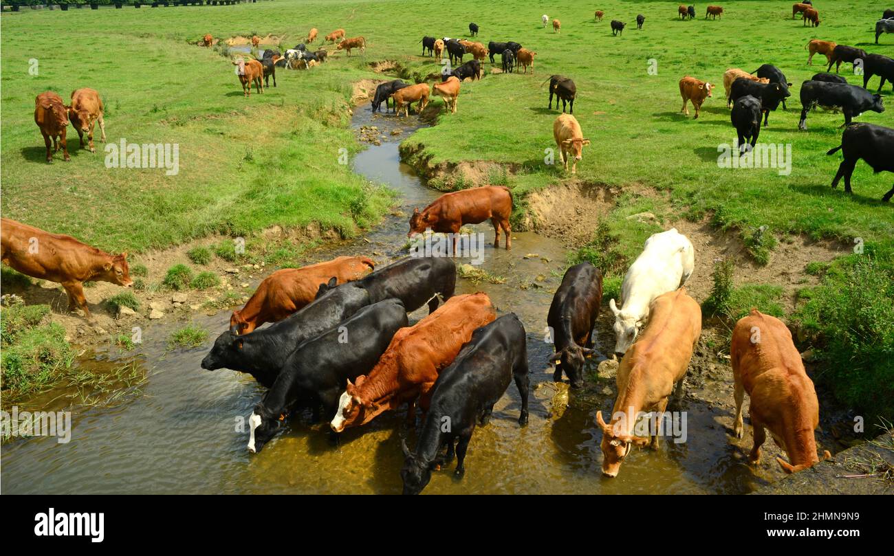 Cows drinking in stream hi-res stock photography and images - Alamy