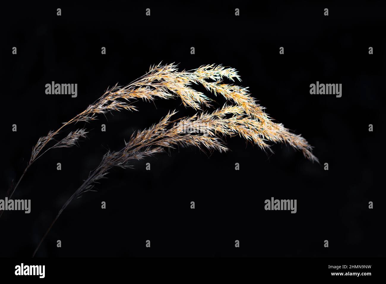 Stipa ichu Spica species illuminated by the sun on dark background ...