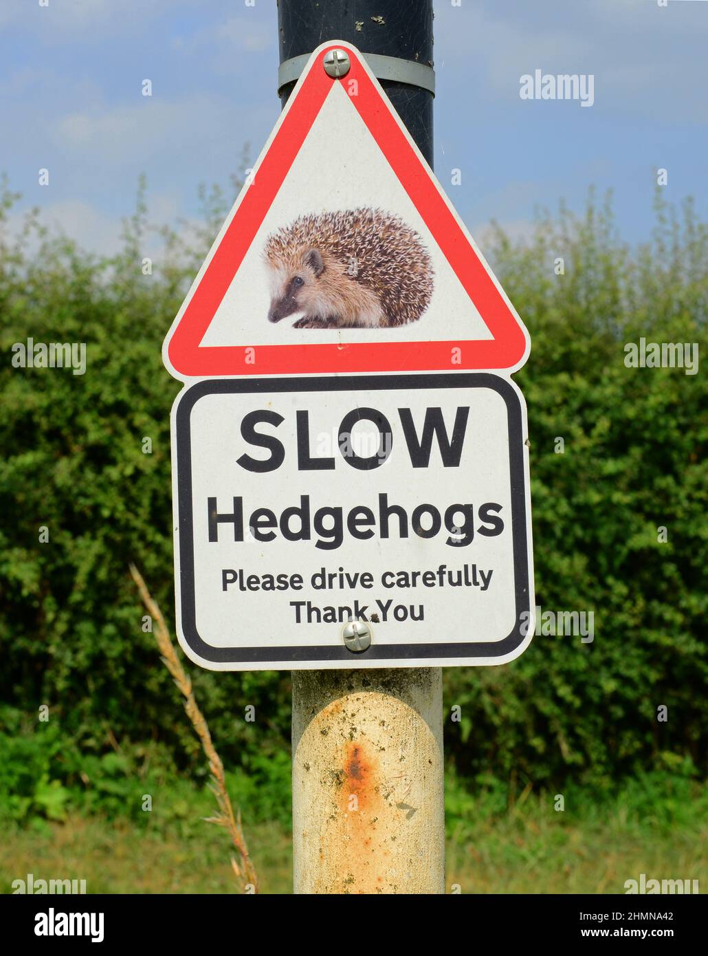 hedgehog (erinaceinae) warning sign for drivers in the village of ...