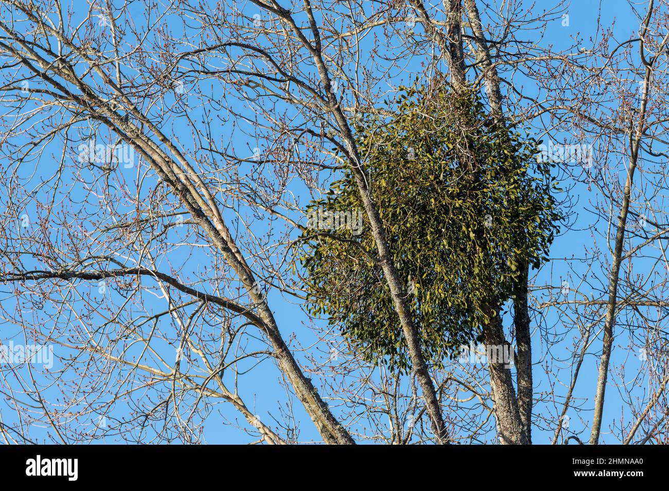 Mistletoe, green parasitic plant, growing on a host tree Stock Photo ...