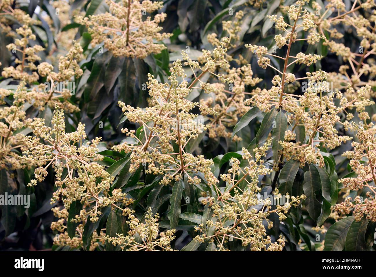 Dhaka, Bangladesh - February 11, 2022: The mango bouquet or mango ...