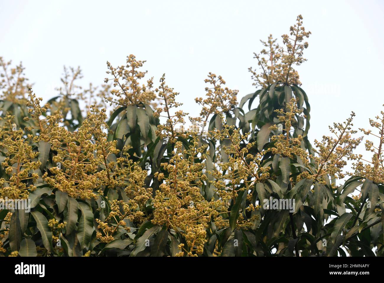 Dhaka, Bangladesh - February 11, 2022: The mango bouquet or mango ...