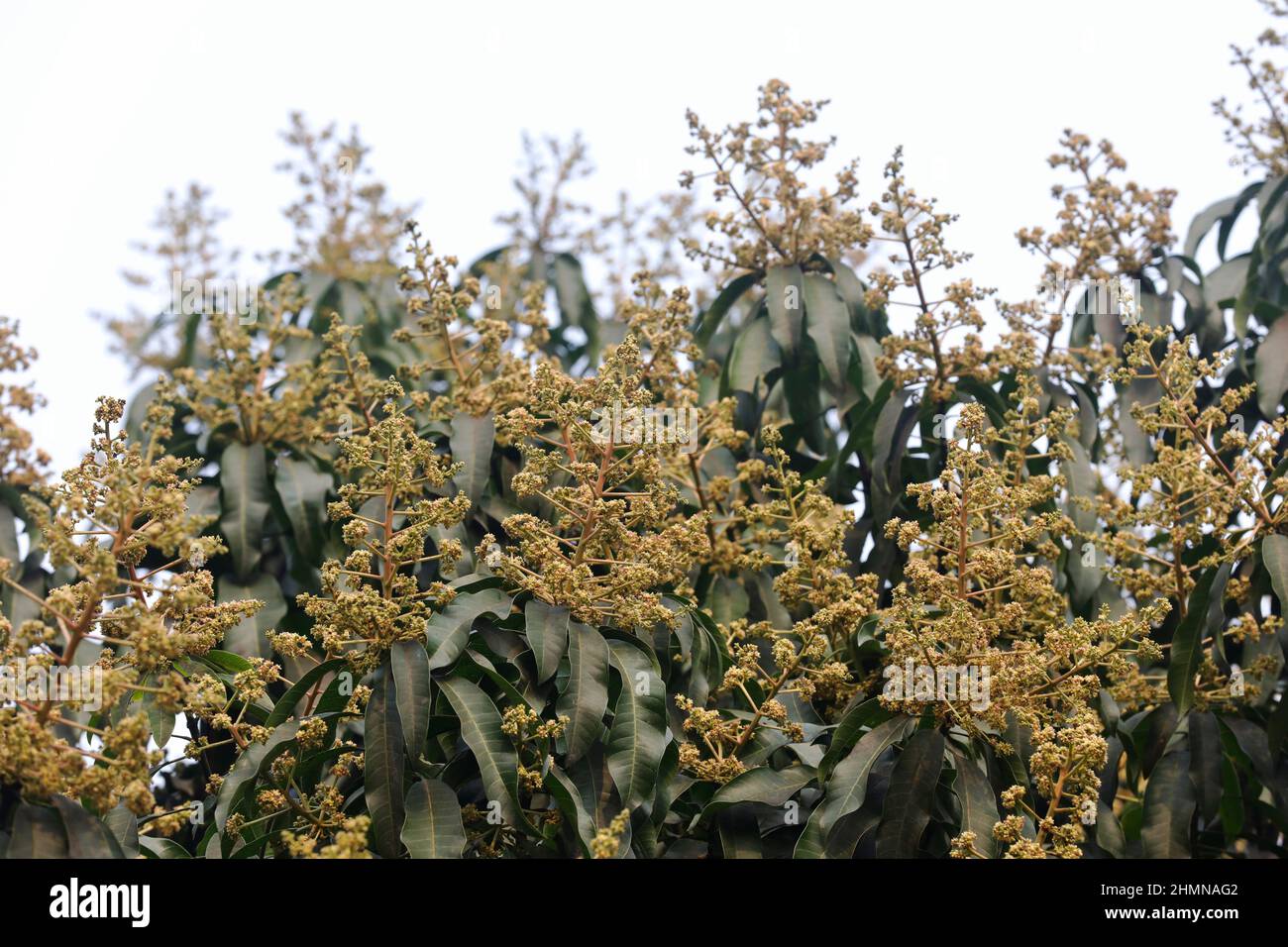 Dhaka, Bangladesh - February 11, 2022: The mango bouquet or mango ...