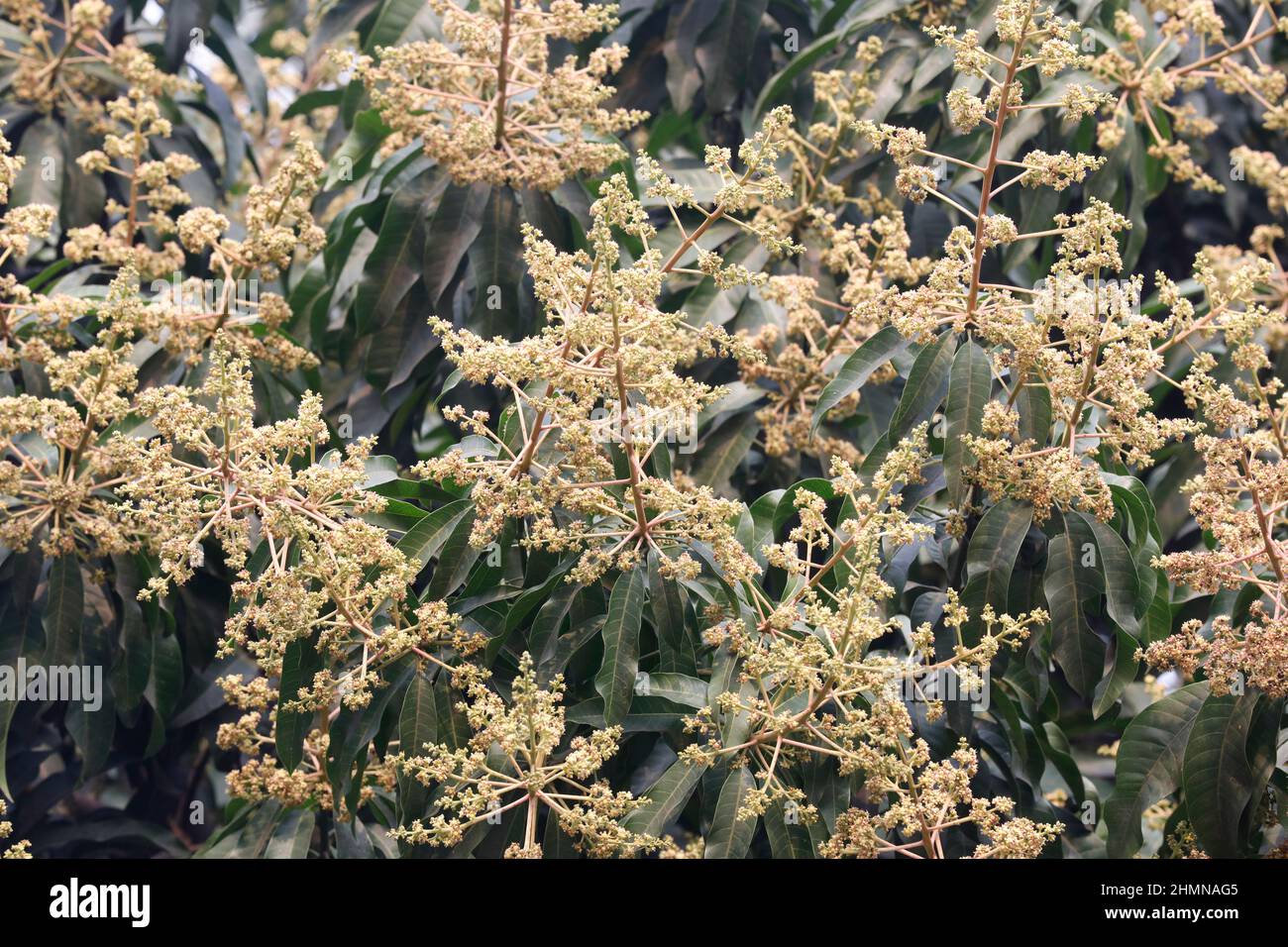 Dhaka, Bangladesh - February 11, 2022: The mango bouquet or mango ...