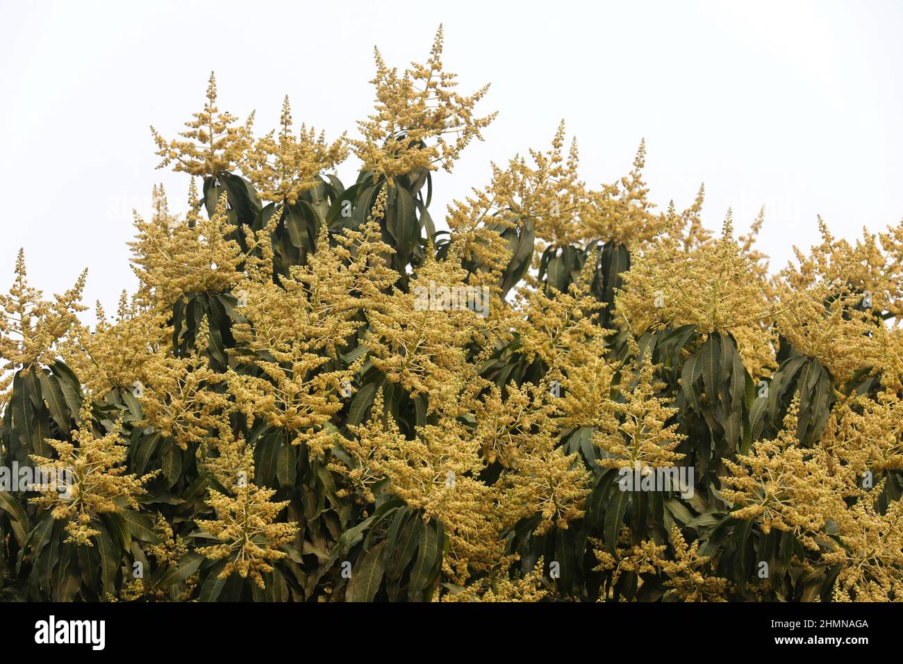 Dhaka, Bangladesh - February 11, 2022: The mango bouquet or mango ...