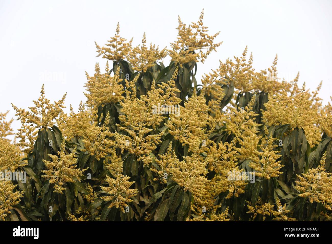 Dhaka, Bangladesh - February 11, 2022: The mango bouquet or mango ...