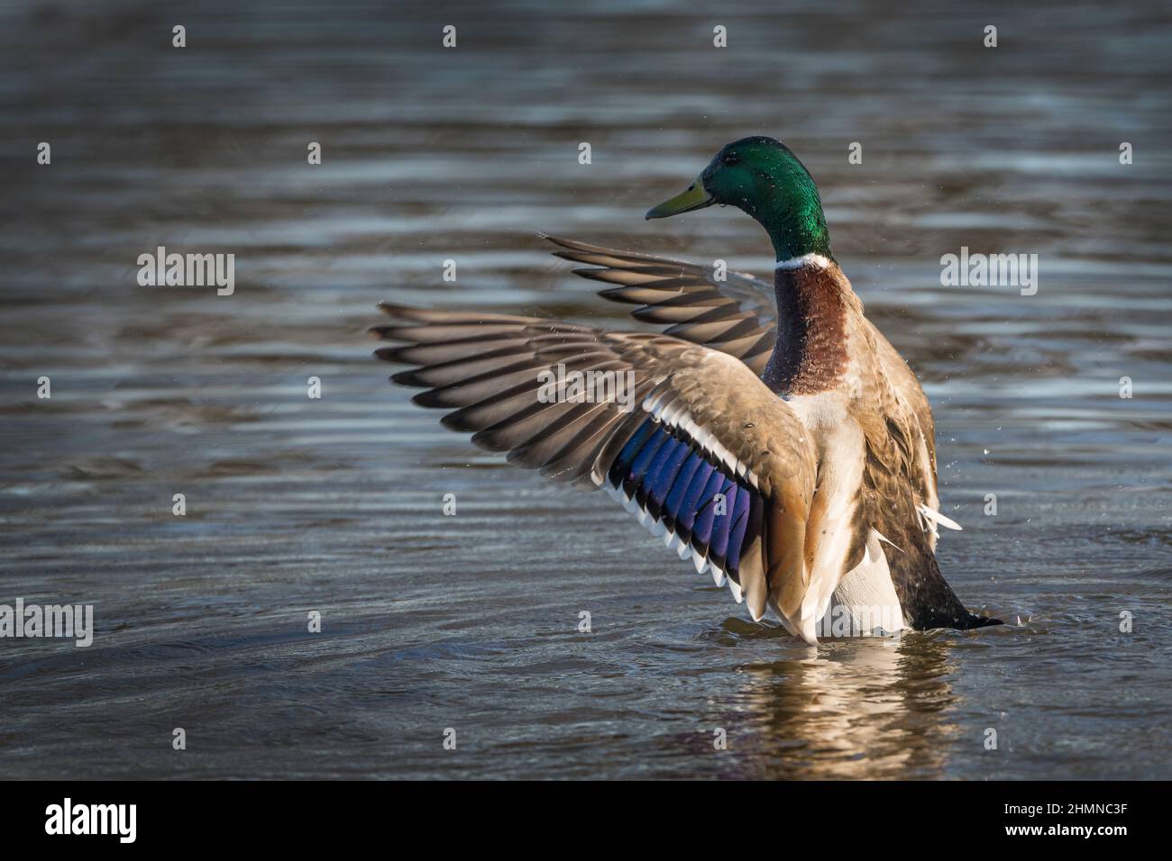 Male Mallard duck showing off his colours Stock Photo - Alamy