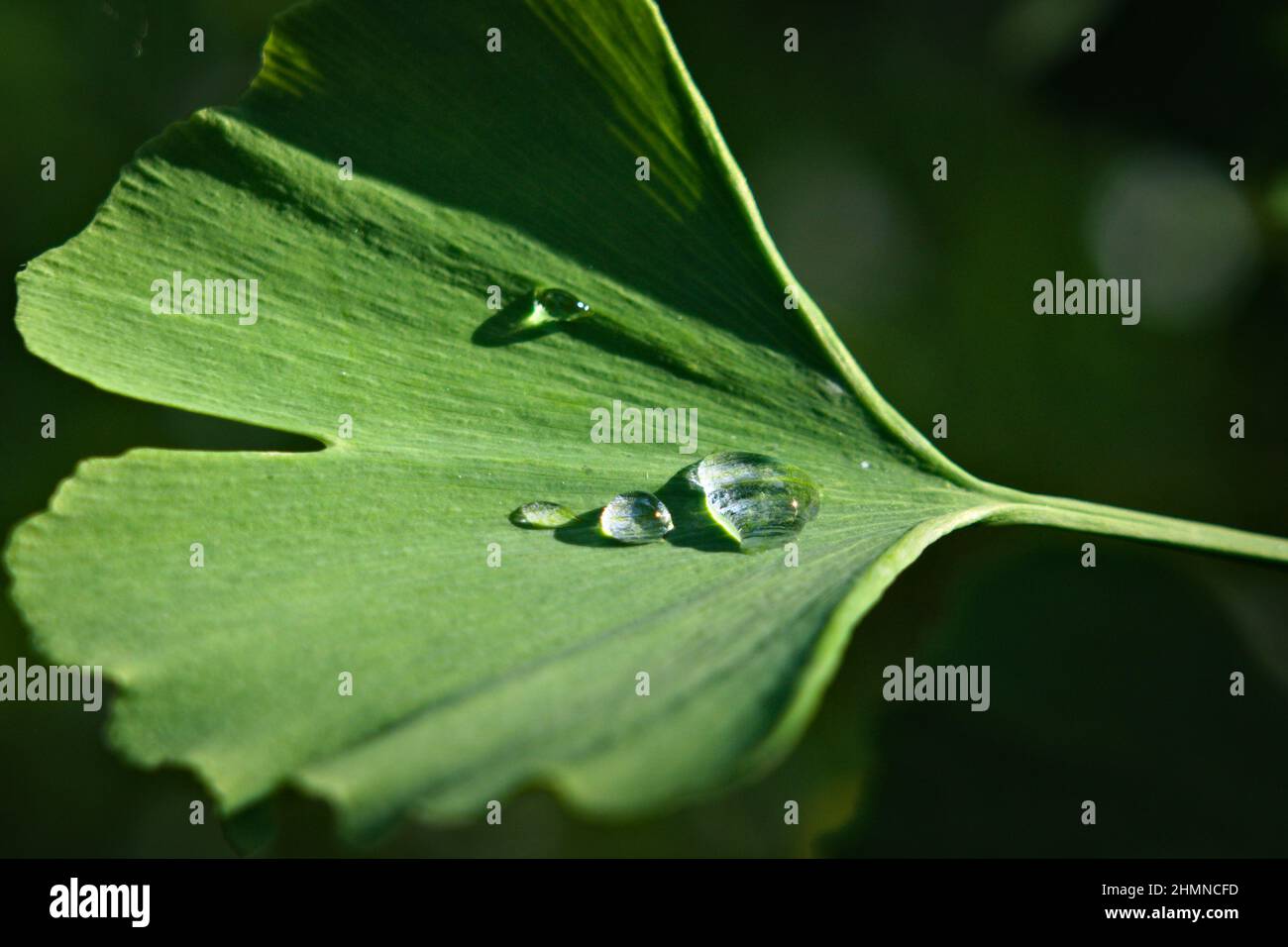 Green ginko hi-res stock photography and images - Alamy
