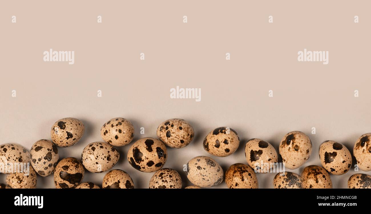 Banner with quail eggs. Easter, spring time concept. Place for text ...