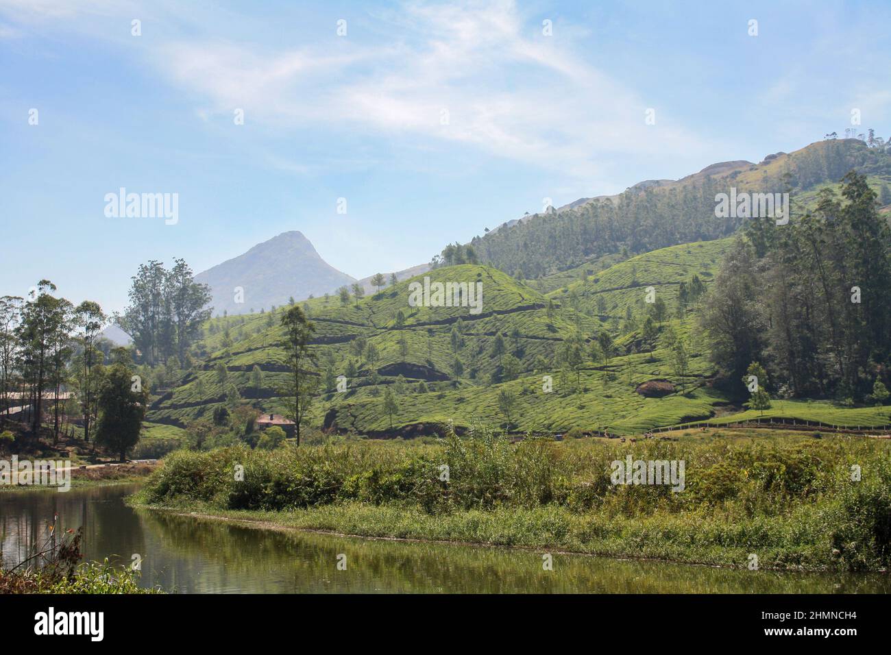 Tea Plantation Fields in Munnar, India Stock Photo - Alamy