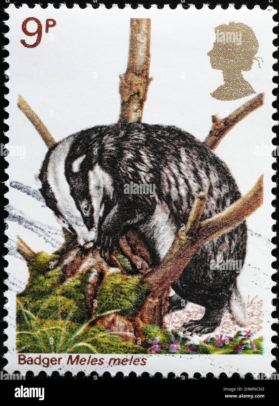 Badger on british postage stamp Stock Photo - Alamy