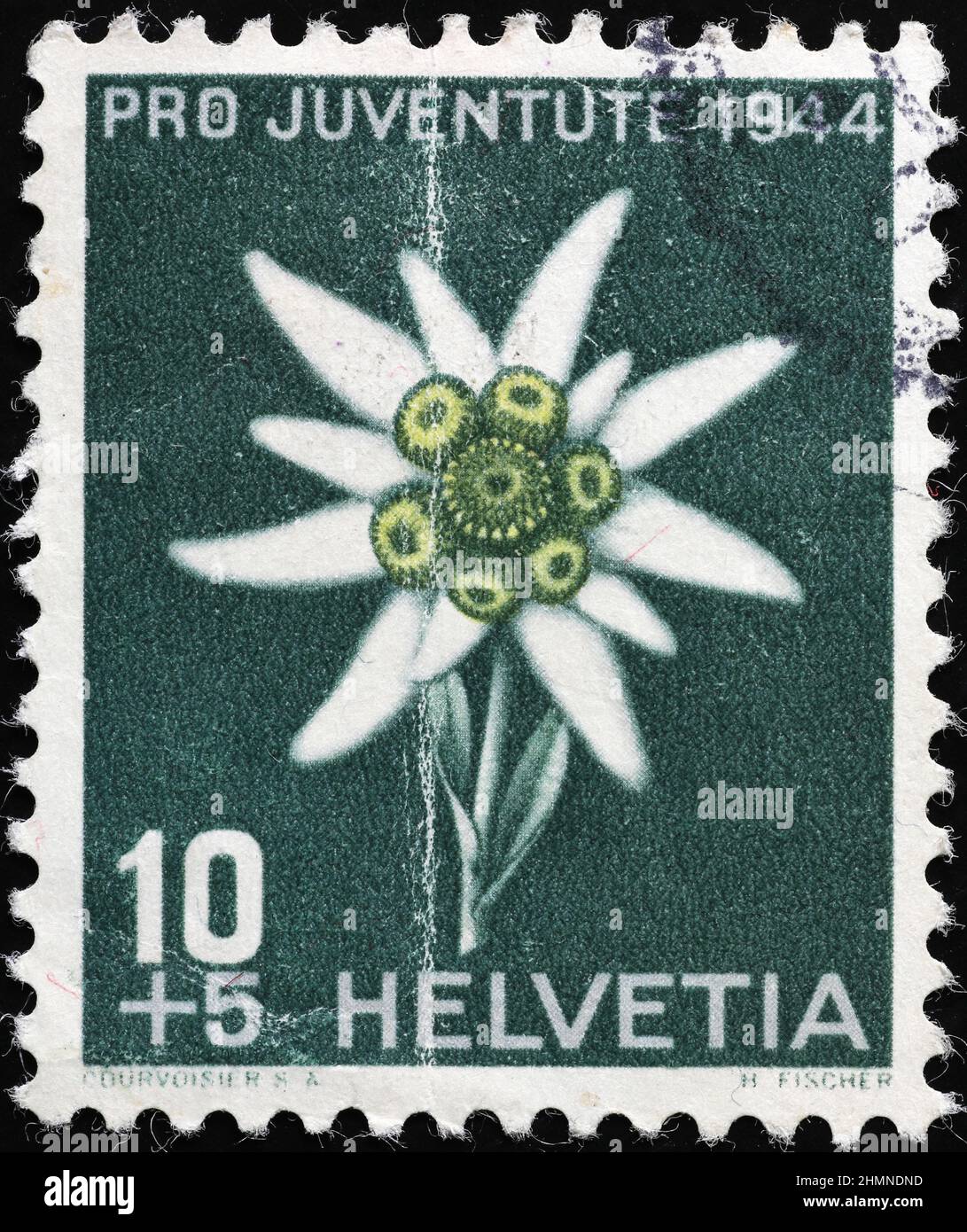Edelweiss on vintage swiss postage stamp Stock Photo - Alamy