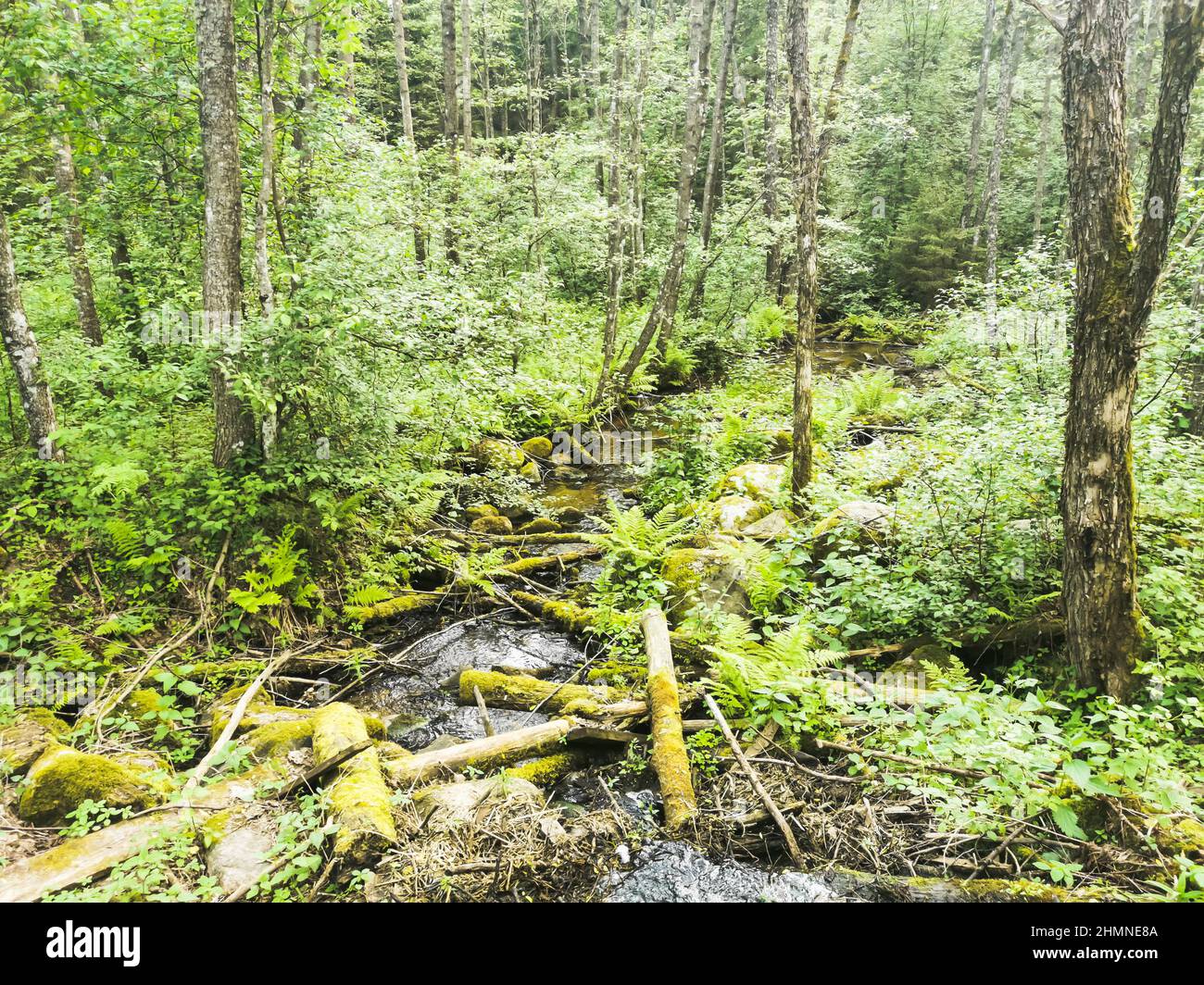 An old stream in a protected forest. Untouched nature, old trees ...