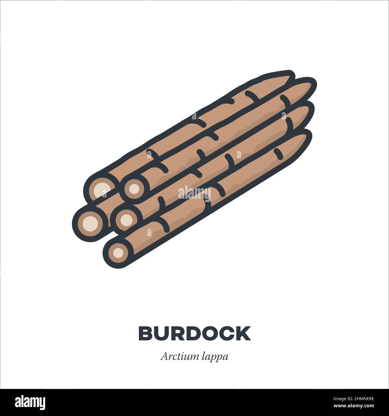 Budock roots or gobo vegetable icon, outline with color fill style ...
