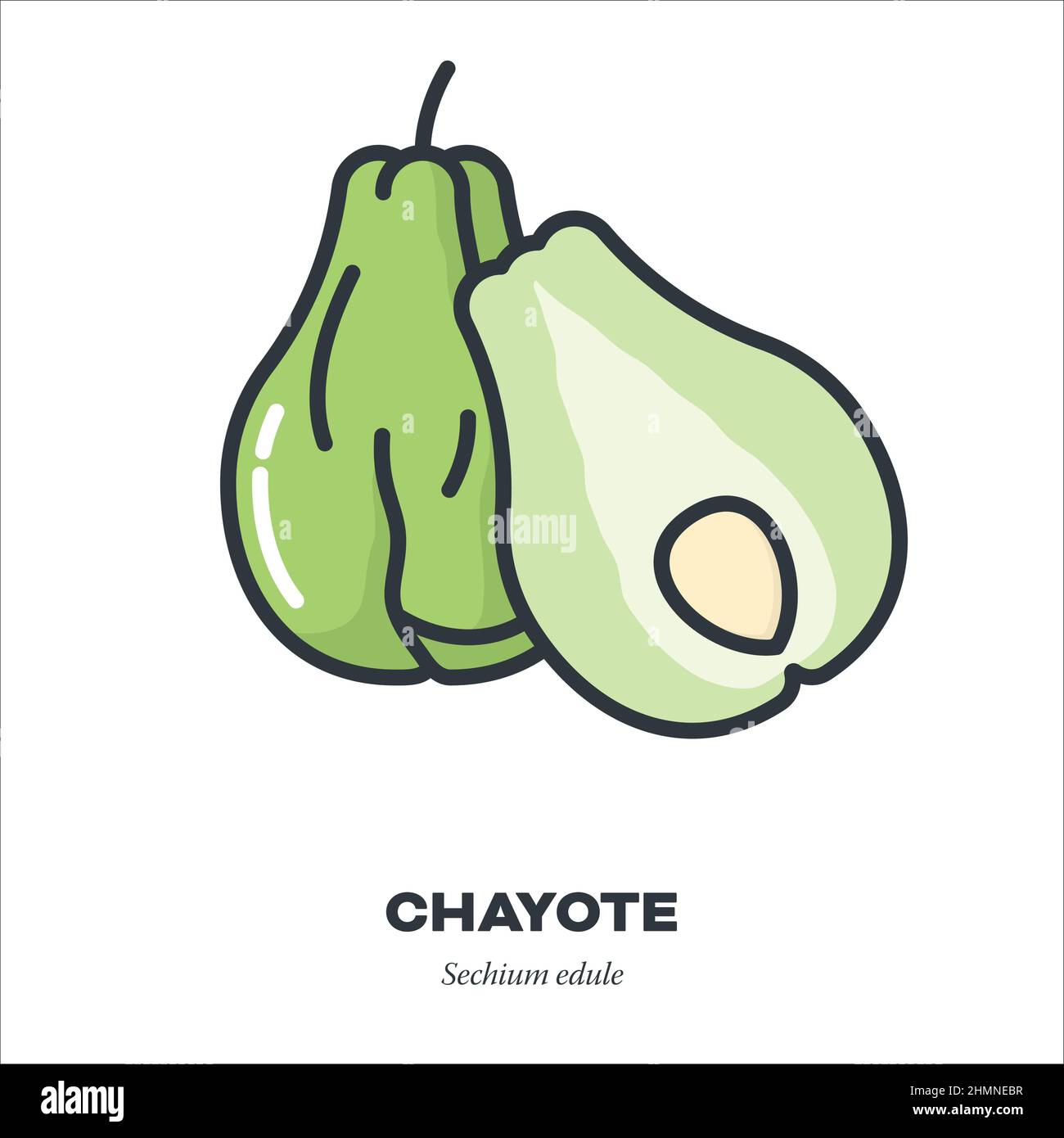 Chayote fruit Stock Vector Images - Alamy
