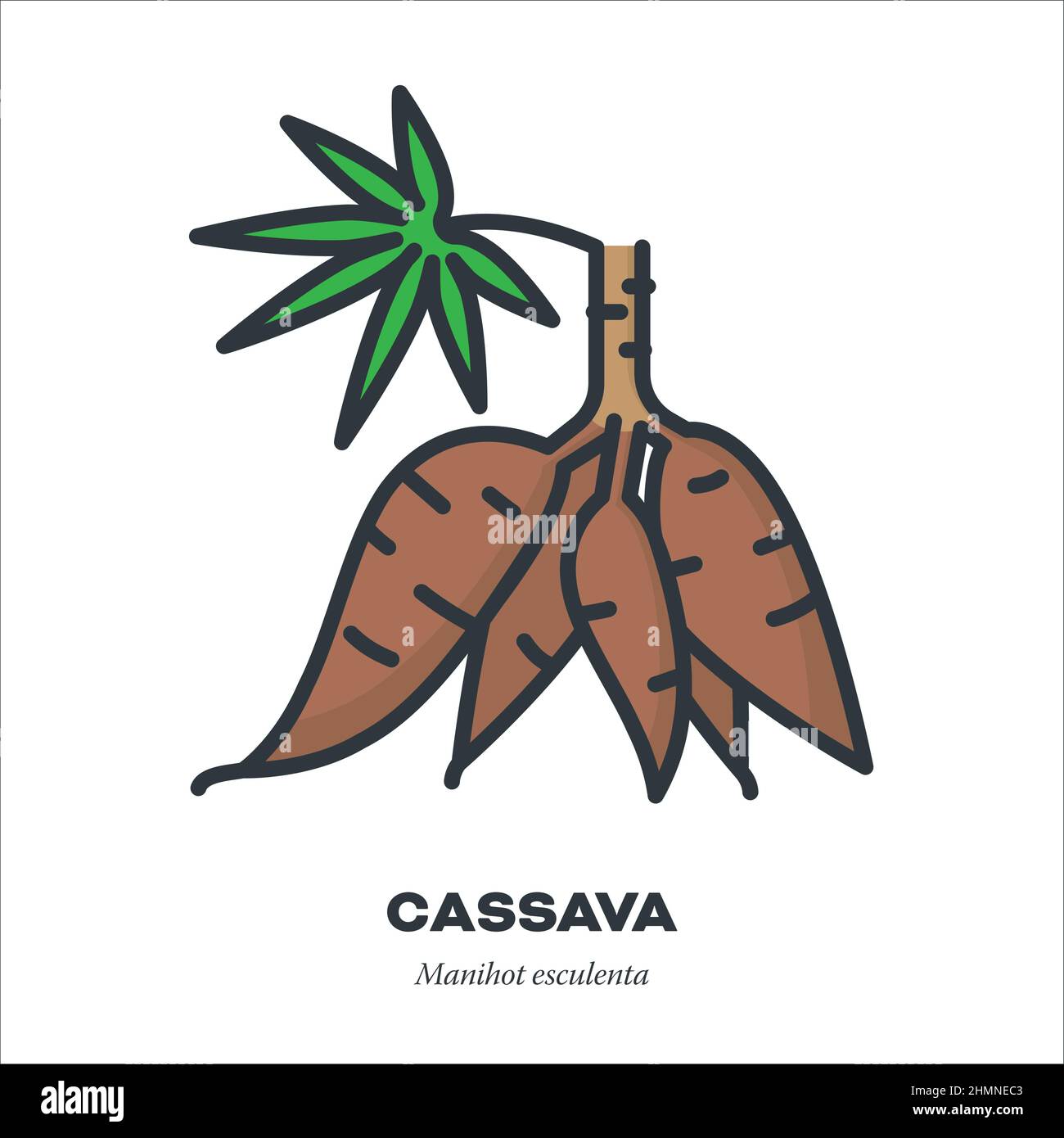 Cassava leaf Stock Vector Images - Alamy