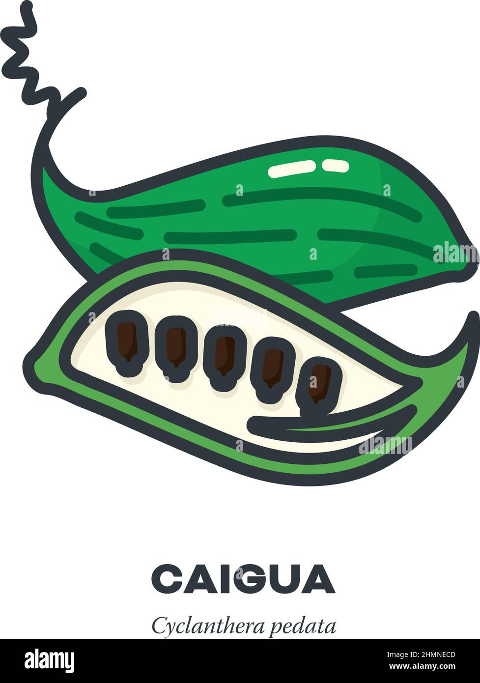 Caigua gourd vegetable icon, outline with color fill style vector ...