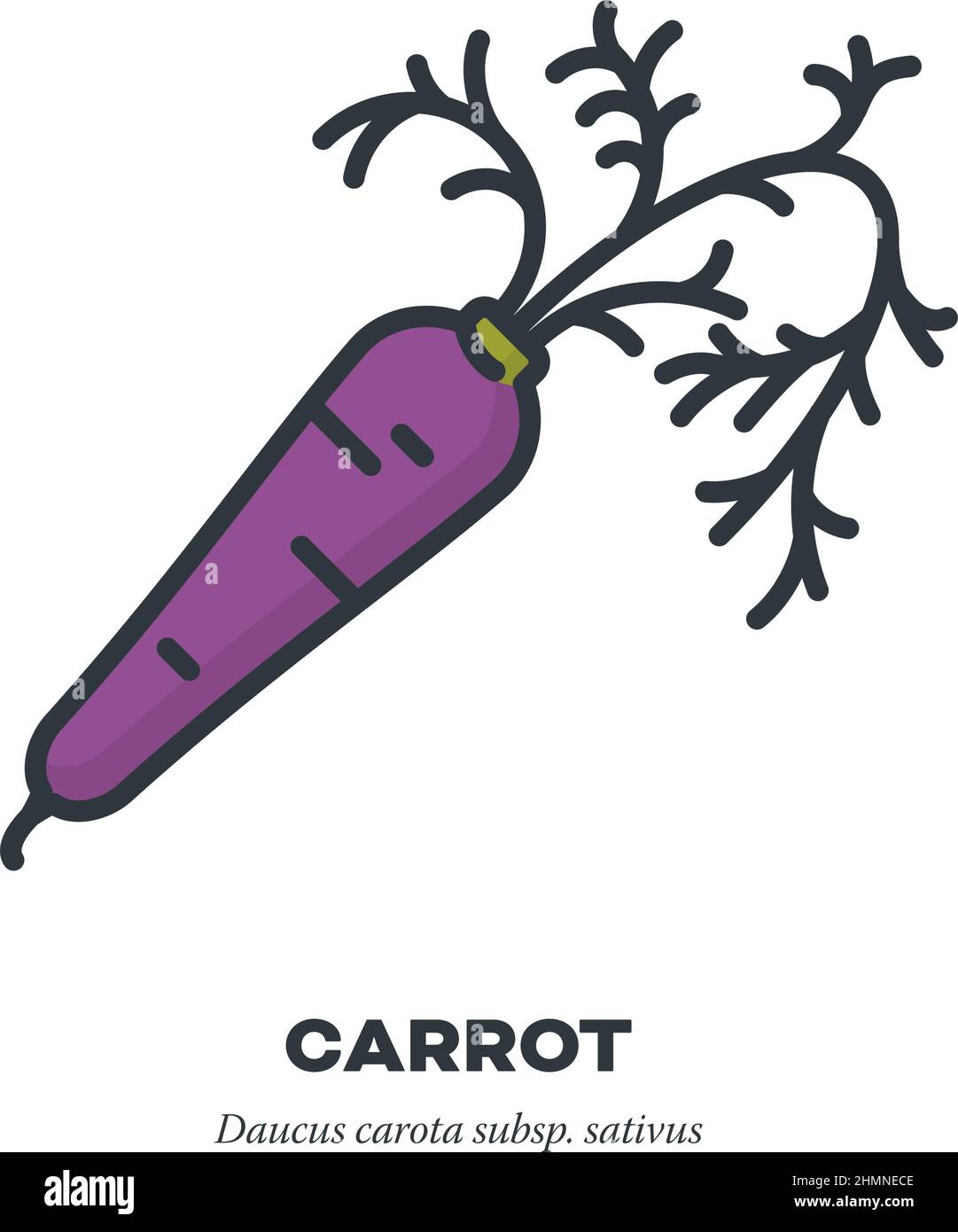 Carrot root vegetable cartoon illustration hi-res stock photography and ...