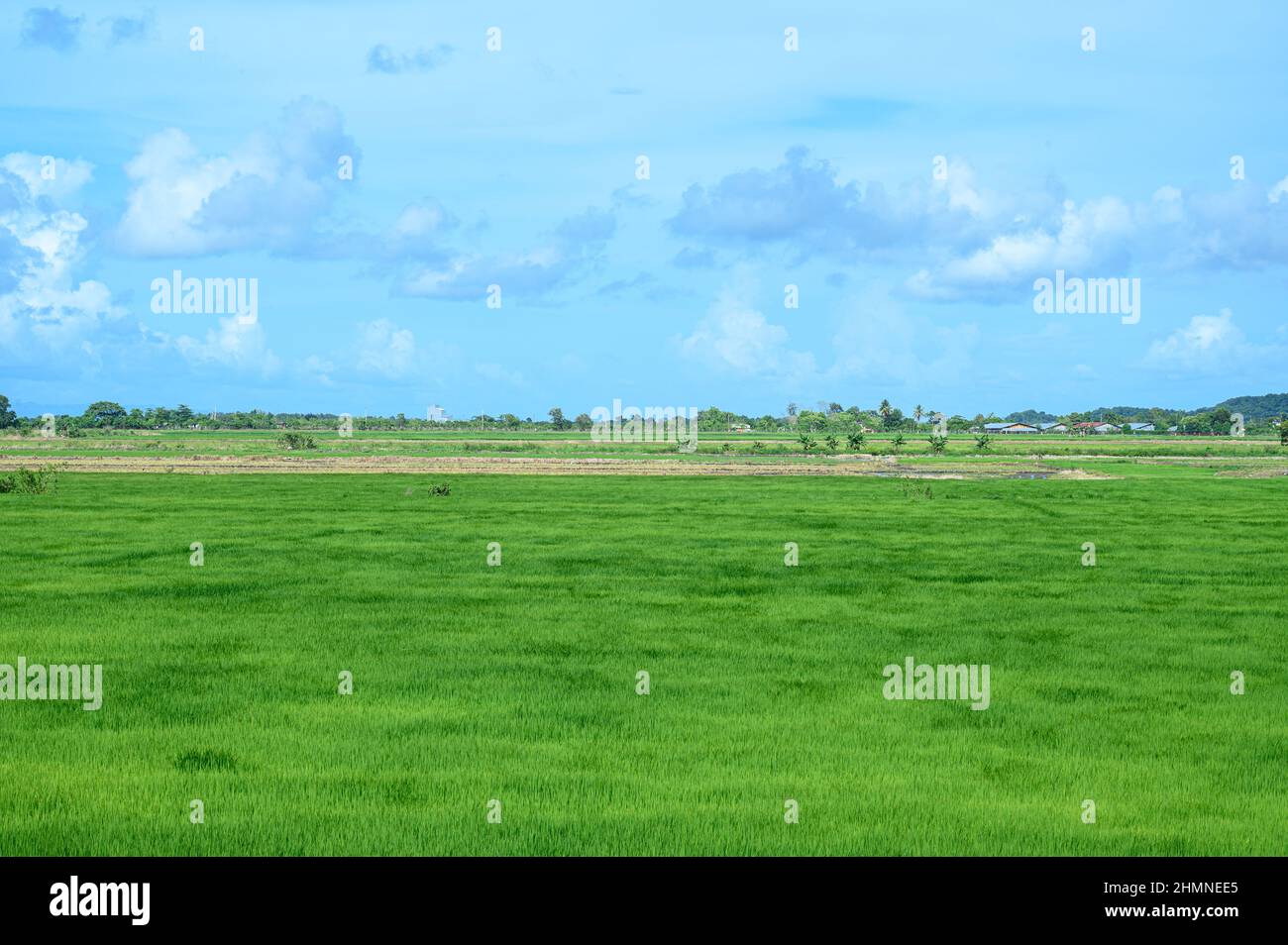Photo of a rice plantation taken in the Dominican Republic in the ...