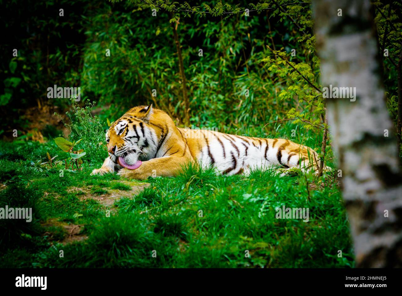 Tiger laying down hi-res stock photography and images - Alamy