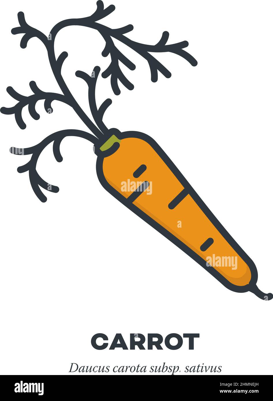 Orange carrot root vegetable icon, outline with color fill style vector ...