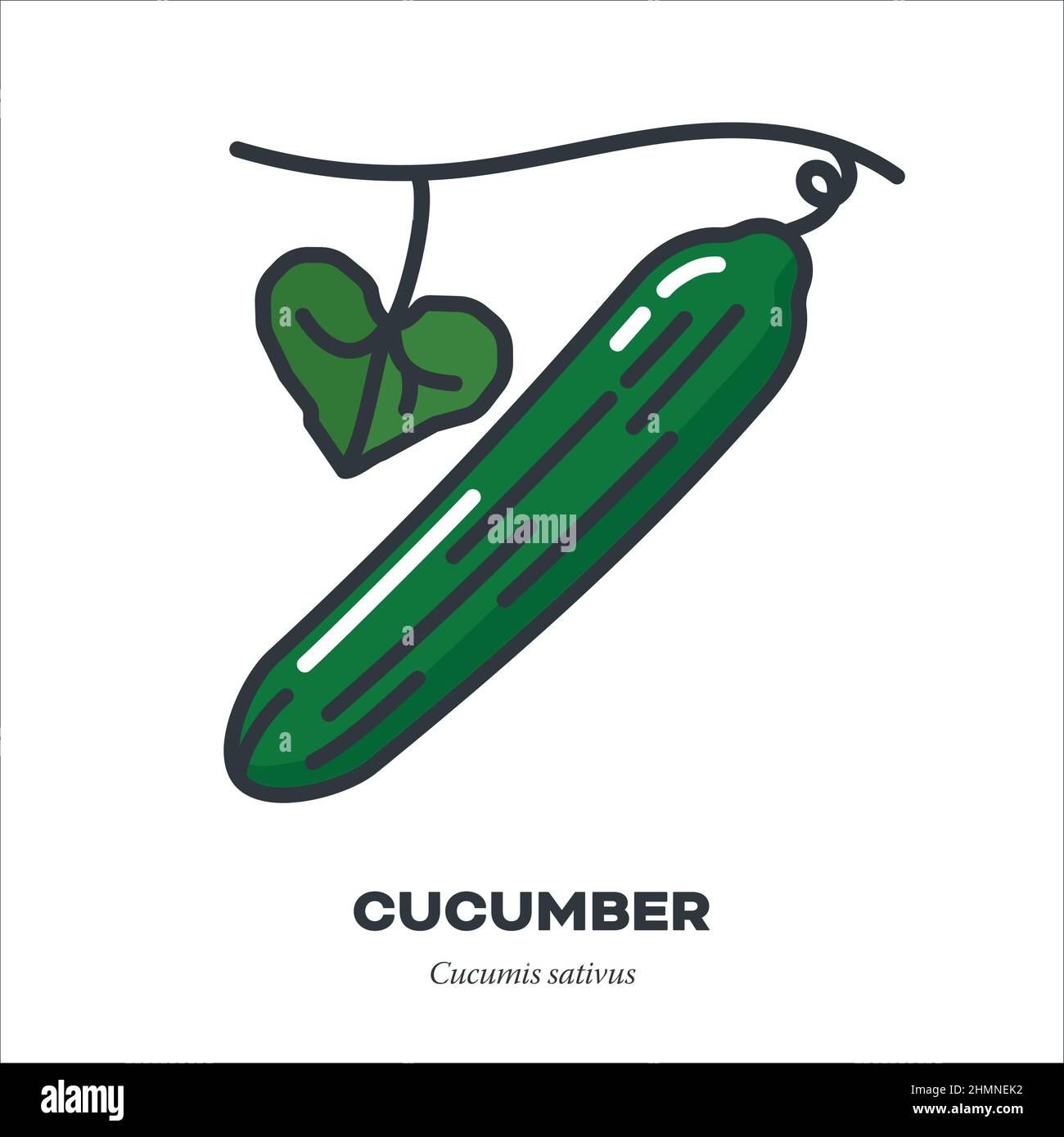 Cucumber gourd vegetable with vine and leaf icon, outline with color ...