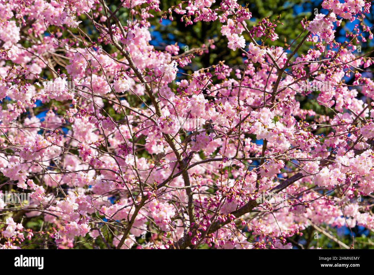 Spring Cherry blossoms, pink flowers Stock Photo - Alamy