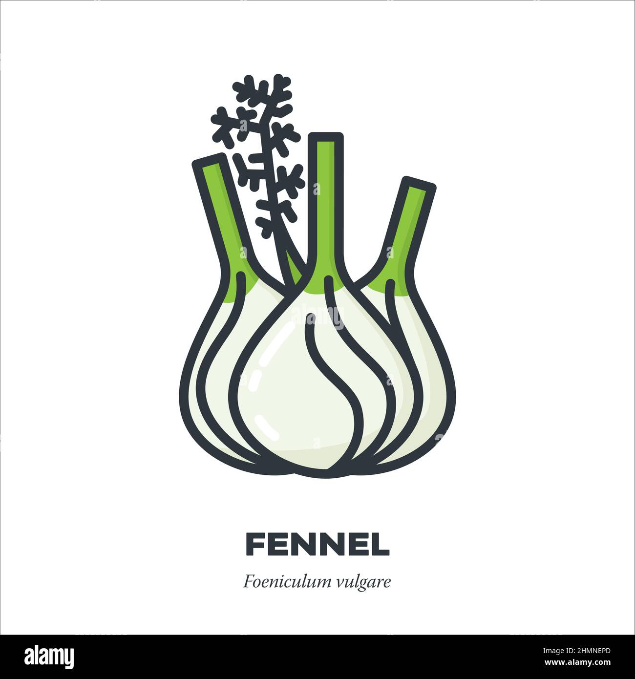 Fennel bulb vegetable icon, outline with color fill style vector ...