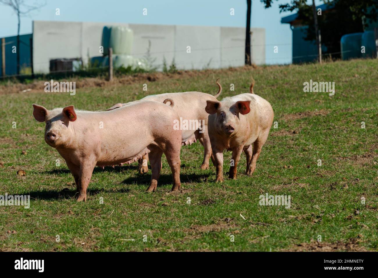 Pig standing on a grass lawn. Bio pig farm Stock Photo - Alamy