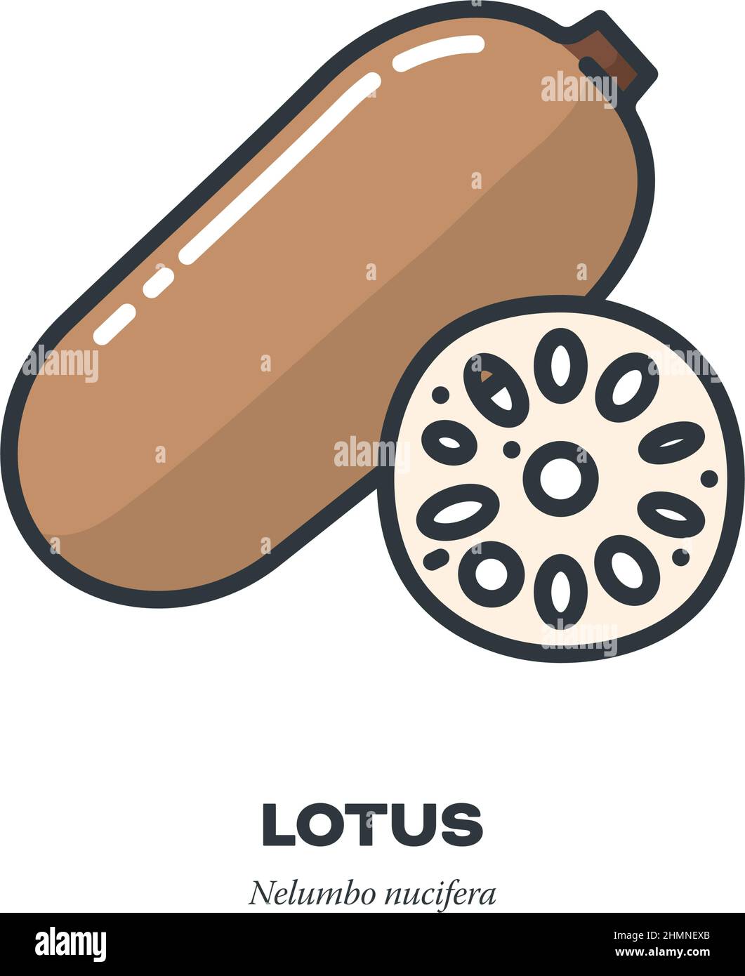 Lotus root vegetable and slice icon, outline with color fill style ...